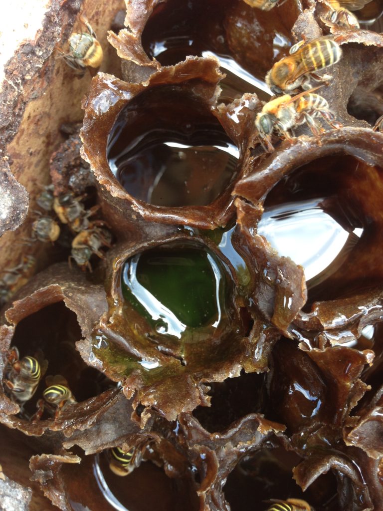 Stingless Bees