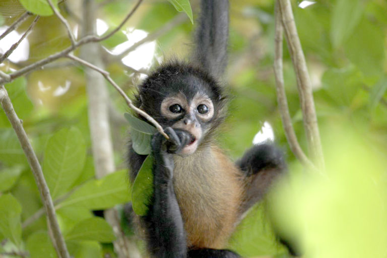Why Do Baby Spider Monkeys Need You?