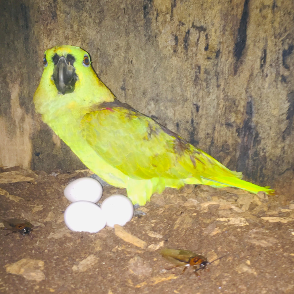 Why Should We Keep Yellow-Naped Amazons Wild?