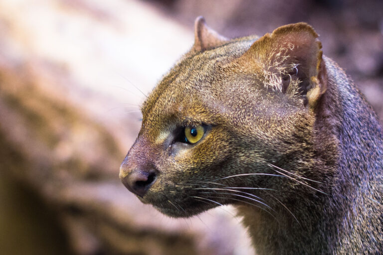 Jaguarundi: Curiosities about a little known animal