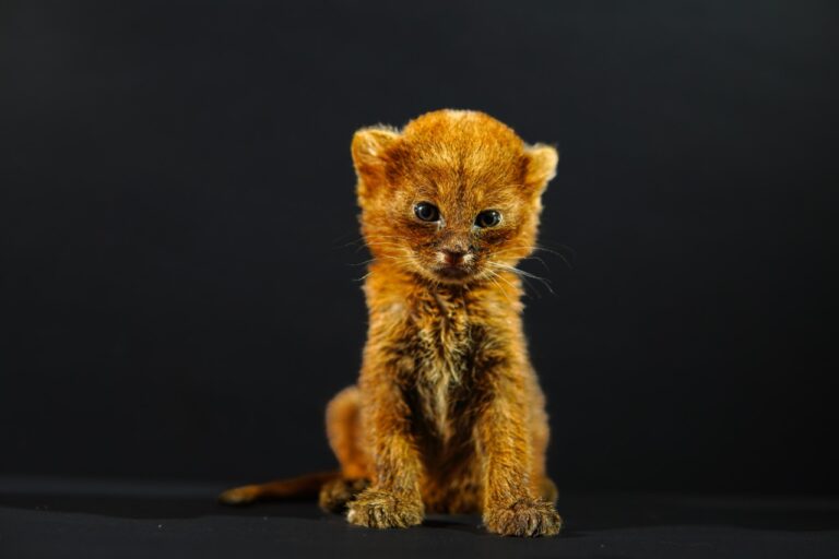 jaguarundí: Curiosidades sobre un animal poco conocido