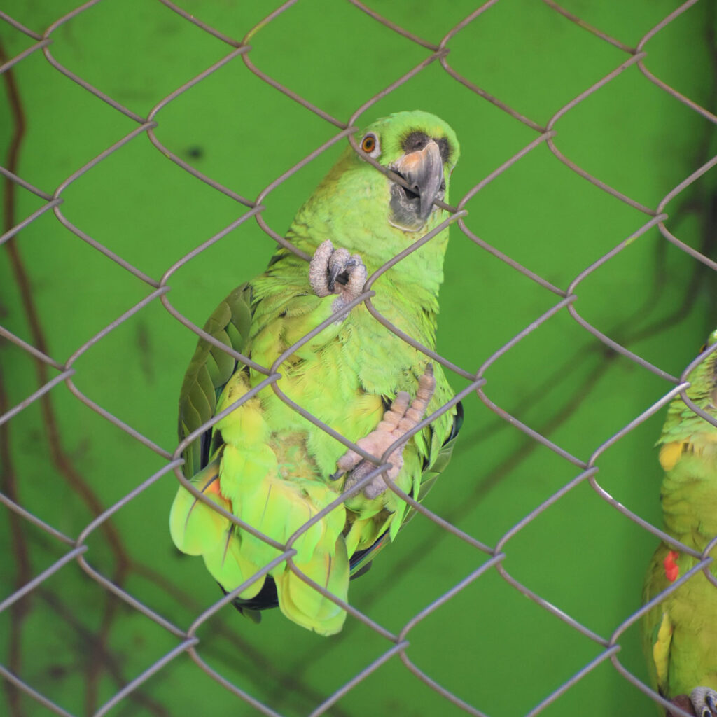 Yellow-naped Amazon Parrots