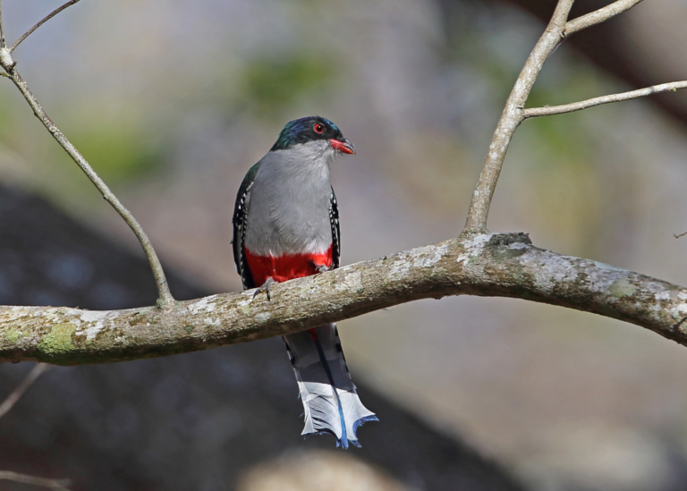 The Fascinating Lives of Trogons: Forest Dwellers and Insect Catchers